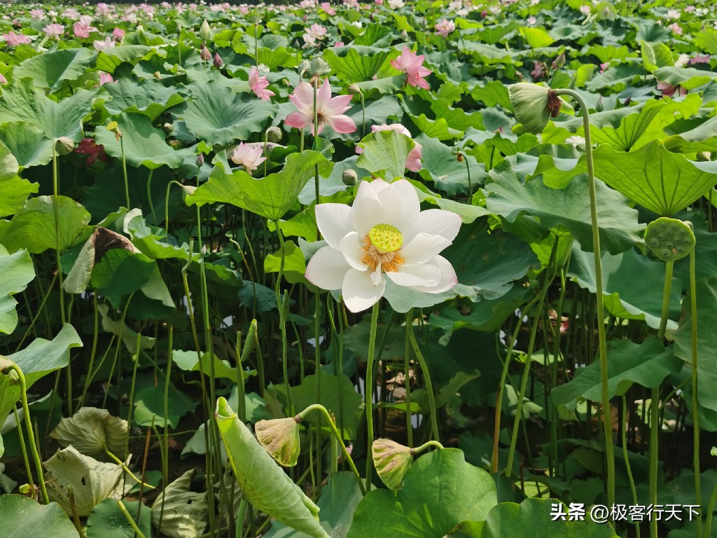 In midsummer, the lotus flowers are in full bloom in He Baozhen's ...
