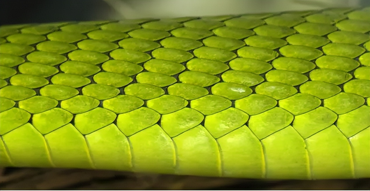 The Origin and Development of Snakes, From Early Times to Modern Times ...