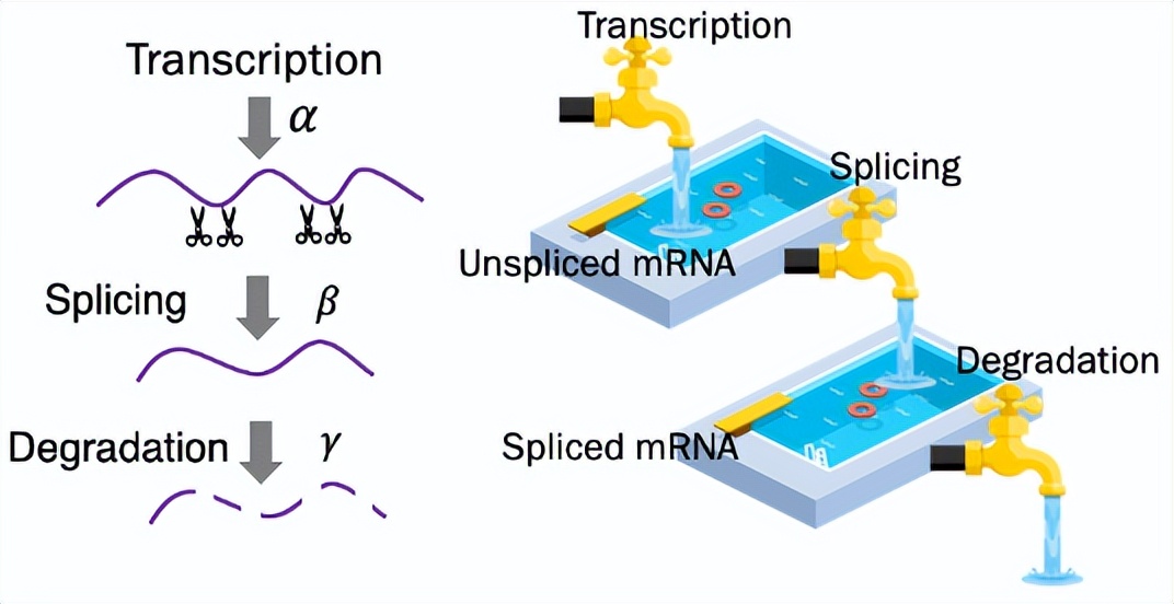 cellDancer—predict RNA Velocity and RNA kinetic rate at the single-cell ...