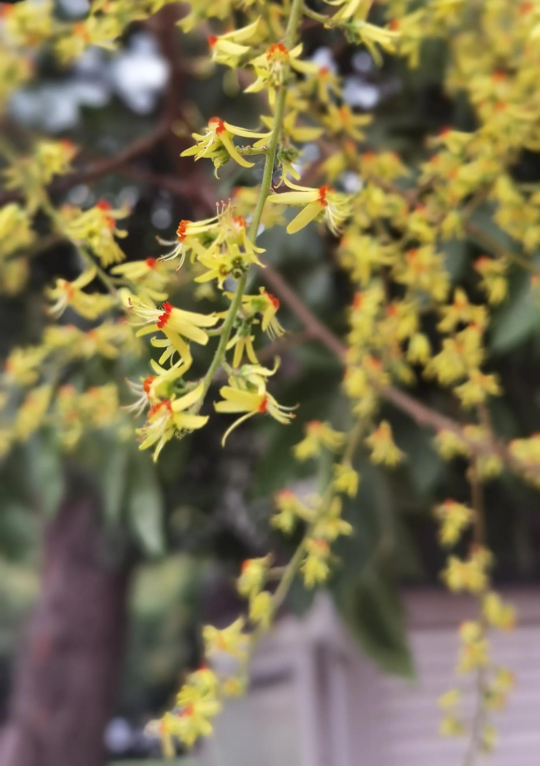 Luan flowers bloom - iNEWS