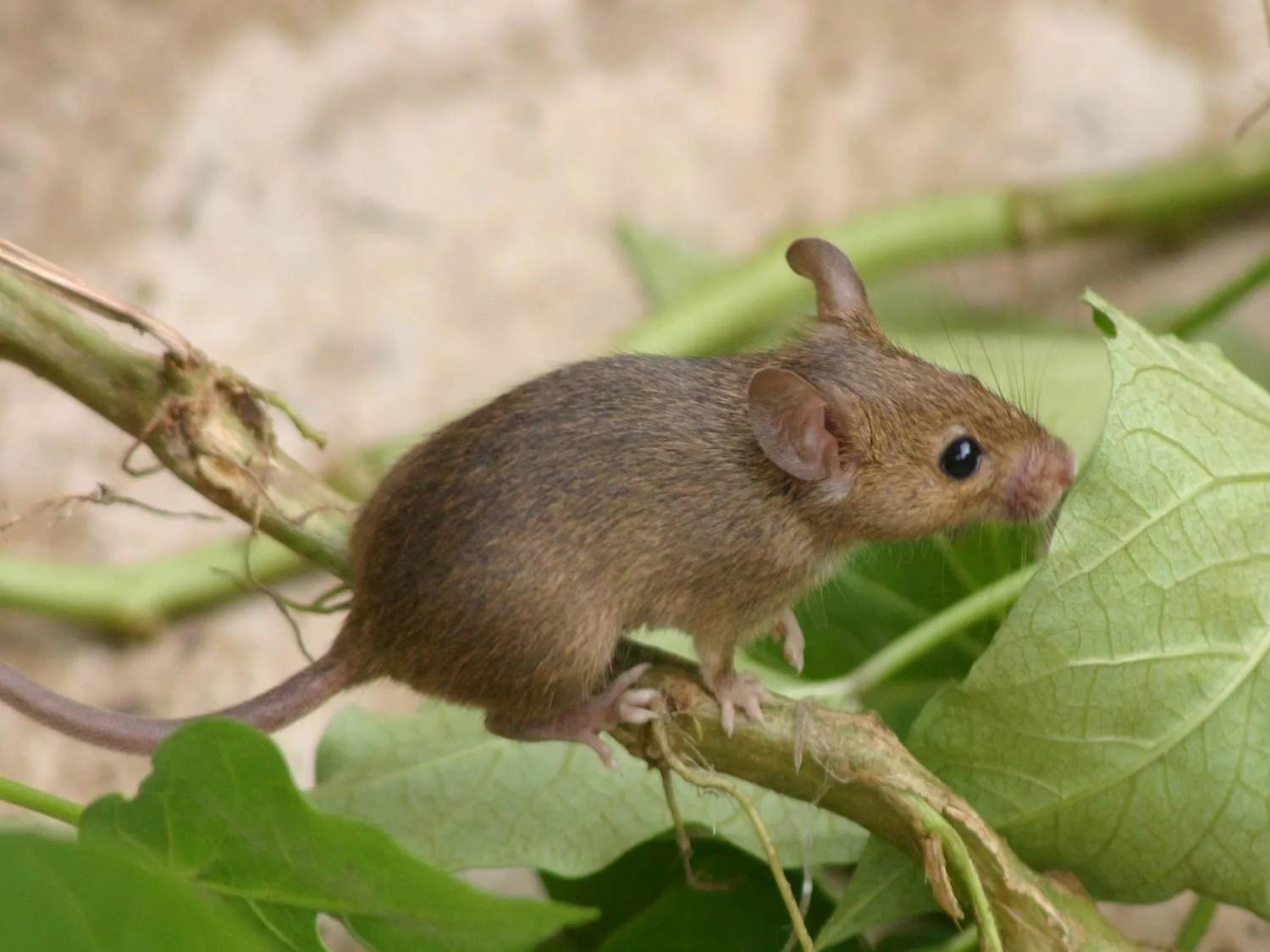 mouse the size of a bison - iNEWS
