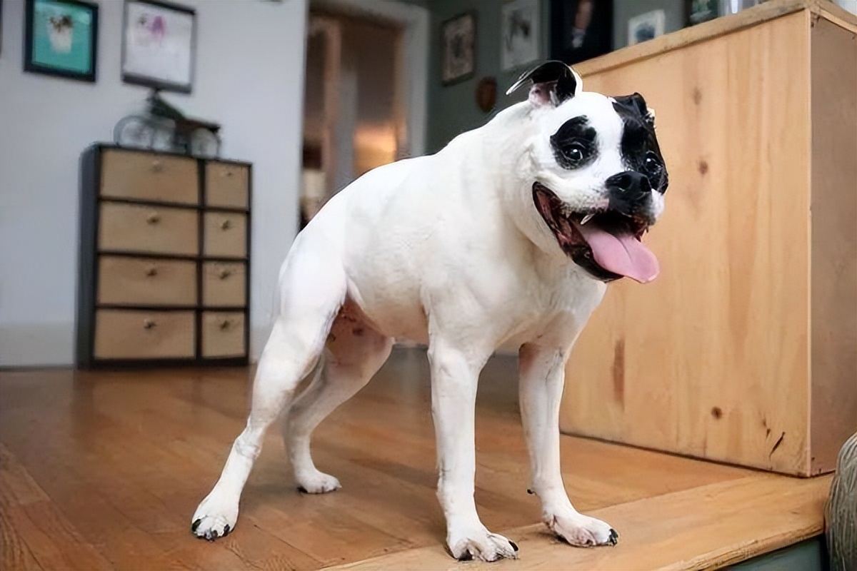 Why is it not recommended to have a Quasimodo dog?I'm sick, I can't ...