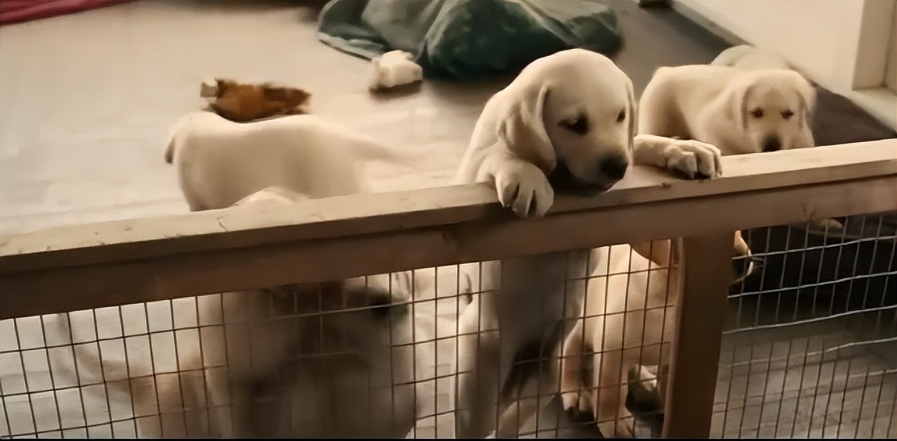 Dog's love is love that can be sold! David Frankel's story, recreating ...