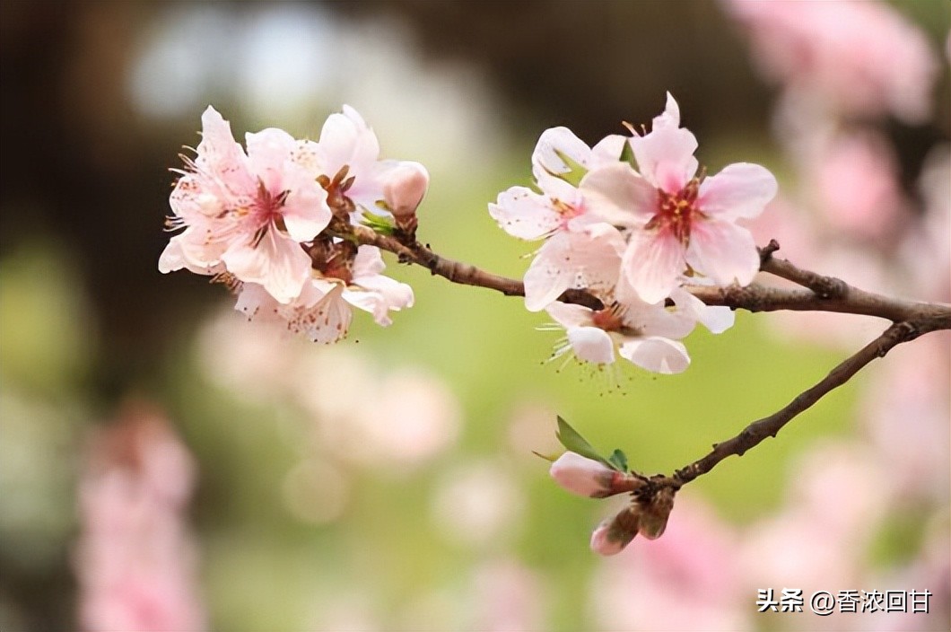 Top 4 constellations with the most prosperous peach blossoms in August ...