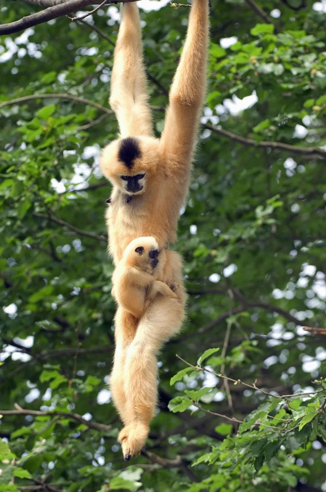 I want to hear it again, the monkey song that disappeared into the ...