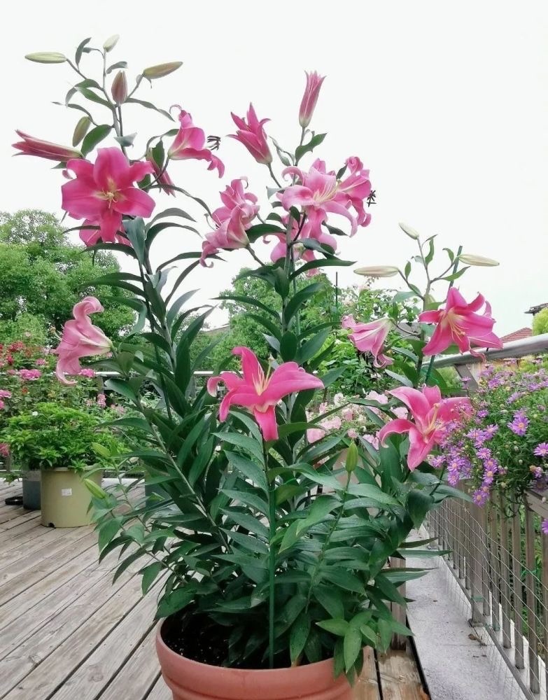 Lily planting skills, just "3", the slim flowers are big and colorful ...
