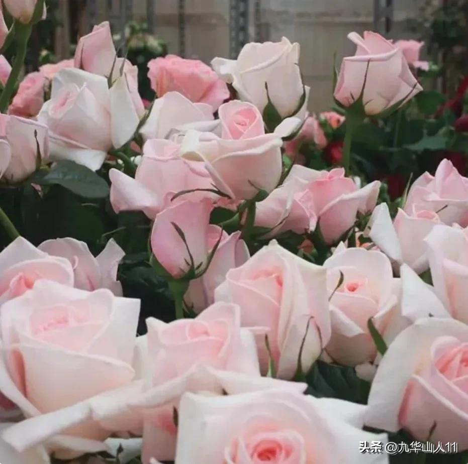 ADR Certified Rose Varieties (Supplementary) - iMedia