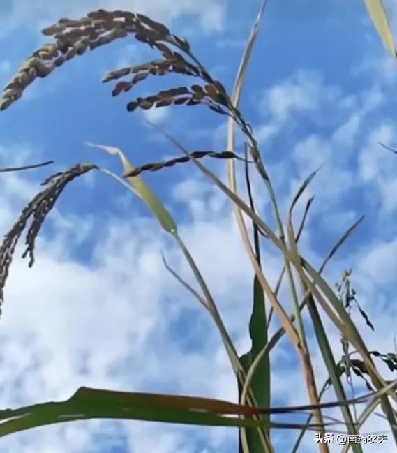 The importance of upland rice in the mountainous areas of southwest ...