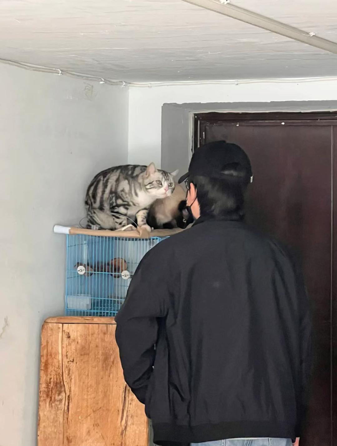 The first time Master Meow saw the boyfriend of the shit shovel officer ...