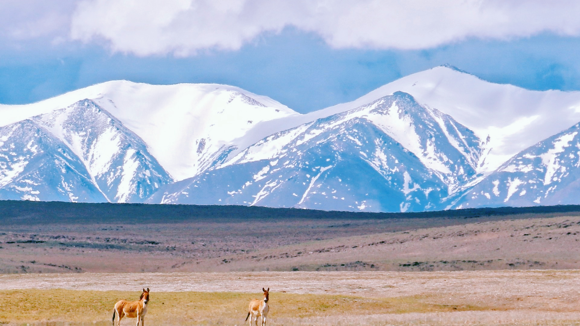 The altitudes of the Qinghai-Tibet Plateau and the Bolivian Plateau are ...