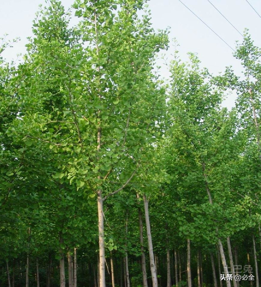 What are the common green plants on the roadside? - iNEWS