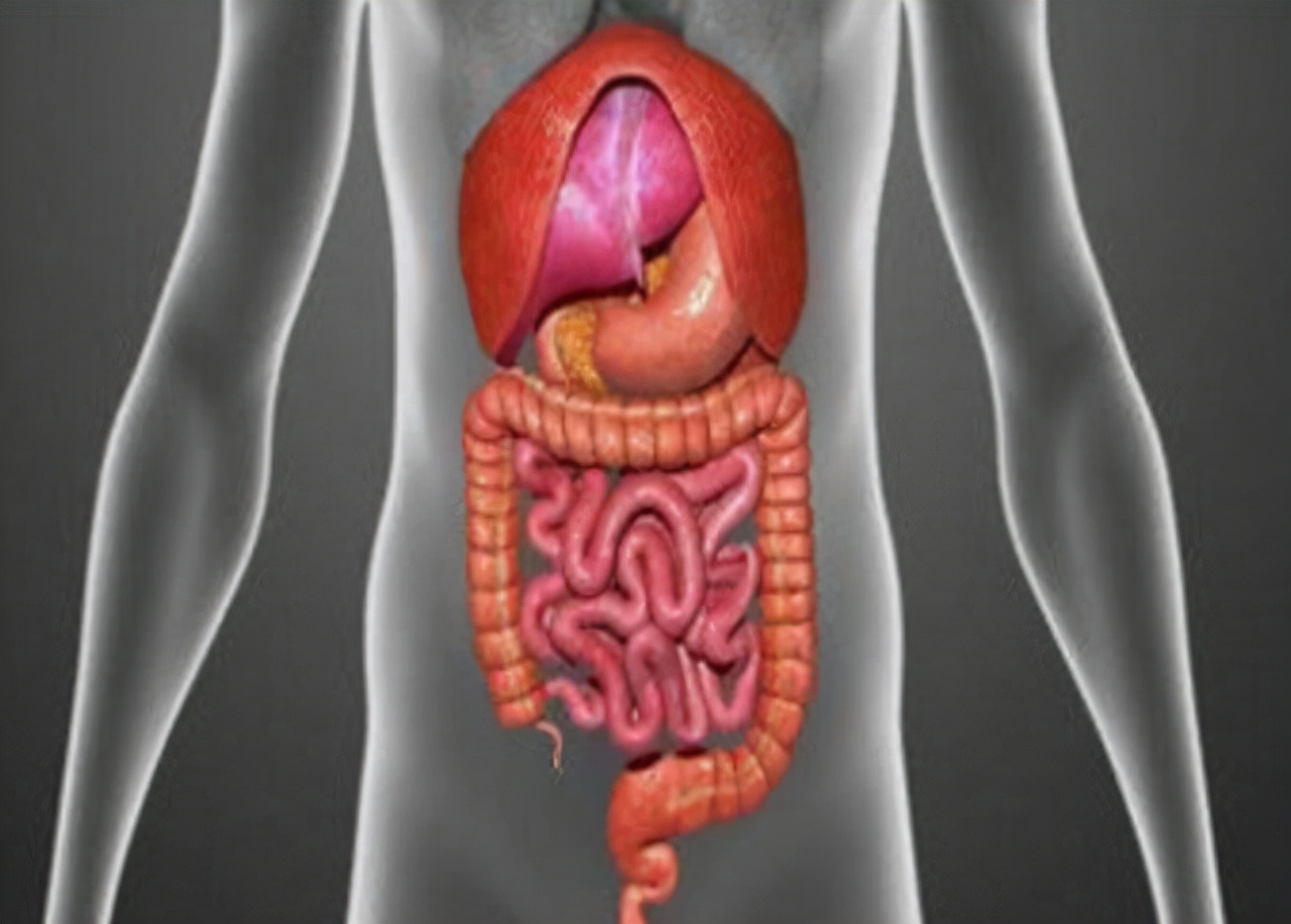 The eight organs of the human body may be "removed" without affecting ...