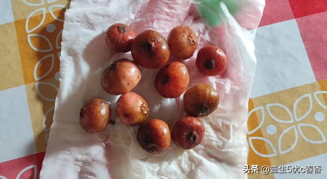 The delicacy of childhood, the wild sweet potato in the countryside ...