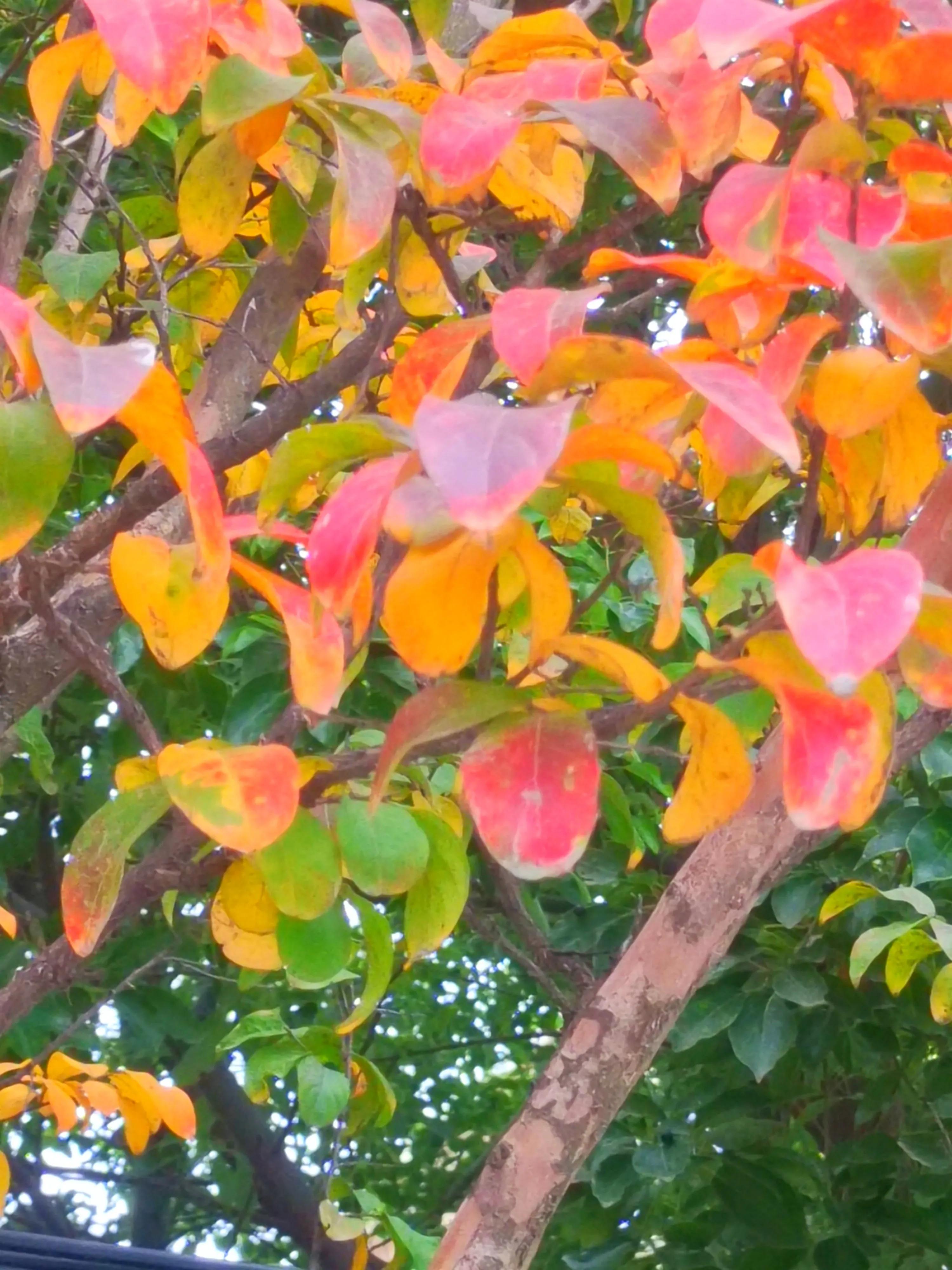 "Seven Absolutes" poor crape myrtle tree - iNEWS