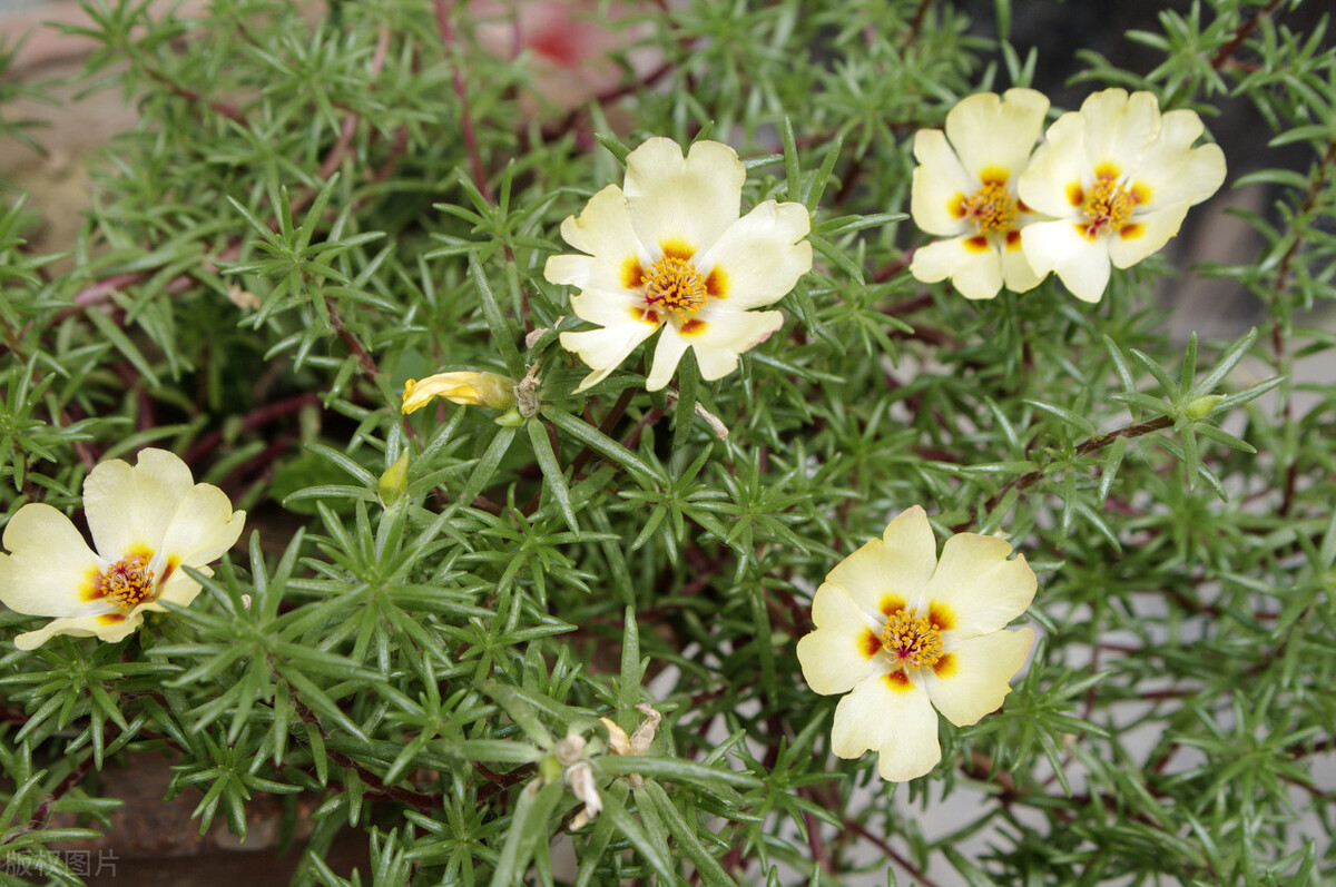 Prose: A Tale of Growing Flowers - iNEWS