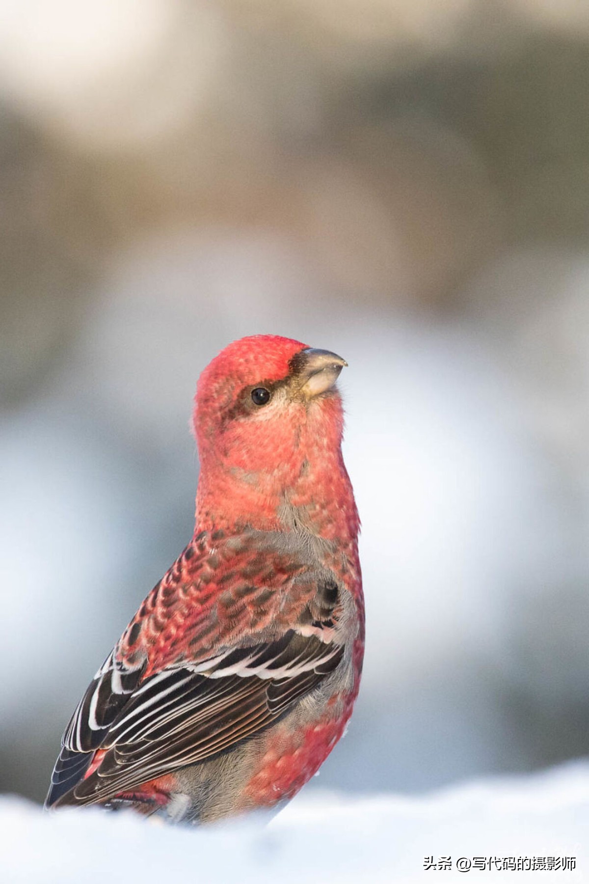 Arctic Birds: Exotic Birds and Seabirds I Caught on My Arctic Ocean ...