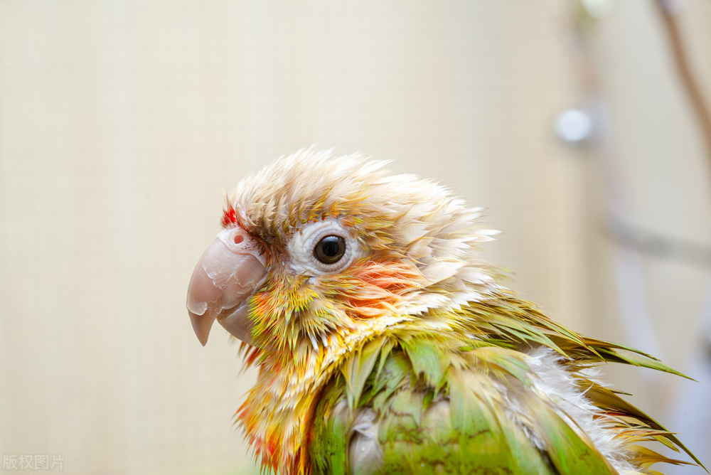Are colds contagious to parrots? - iNEWS
