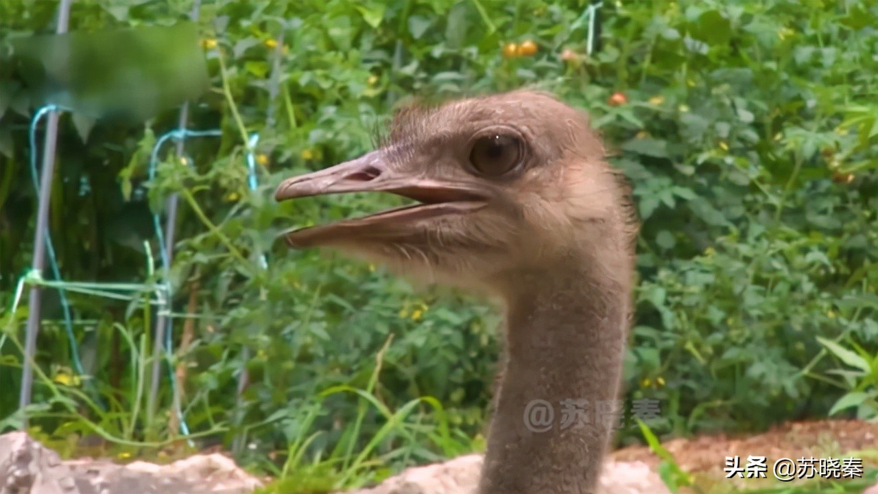 An ostrich fell in love with a monk, they may have been husband and ...