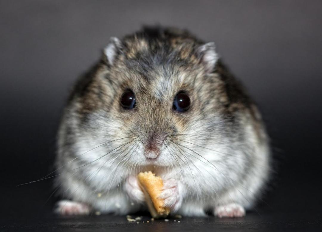 Stop bragging!Can you drink a hamster? - iNEWS