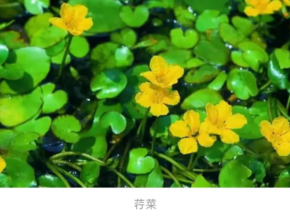 The Book of Songs·Guanju: It is also good to keep a pure heart of love ...