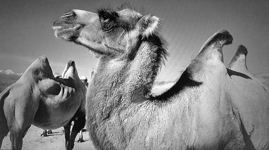 "The Crying Camel": A family of nine with four generations under the ...