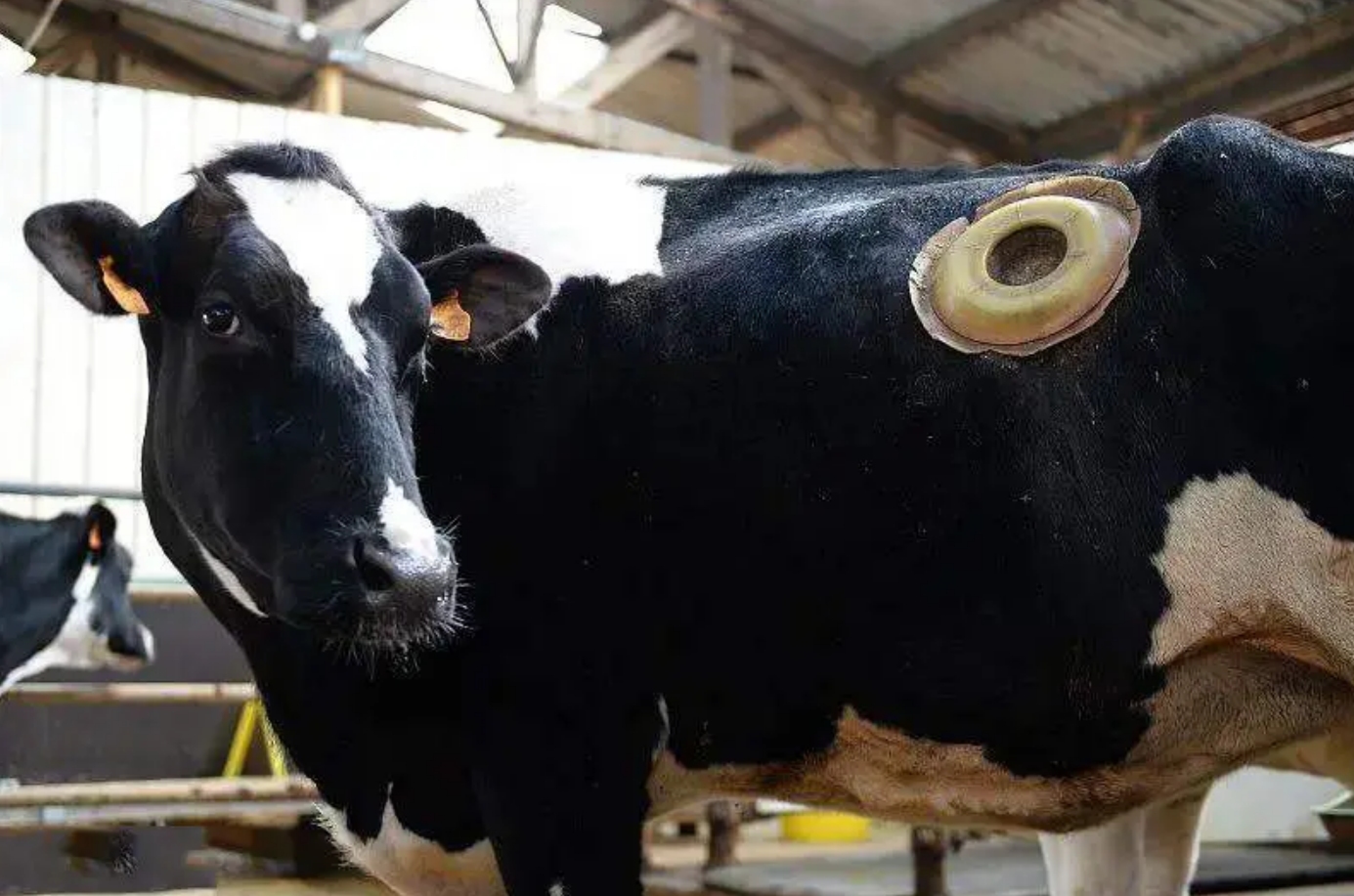 Why make a hole in the cow and often reach in and dig it out, don't ...