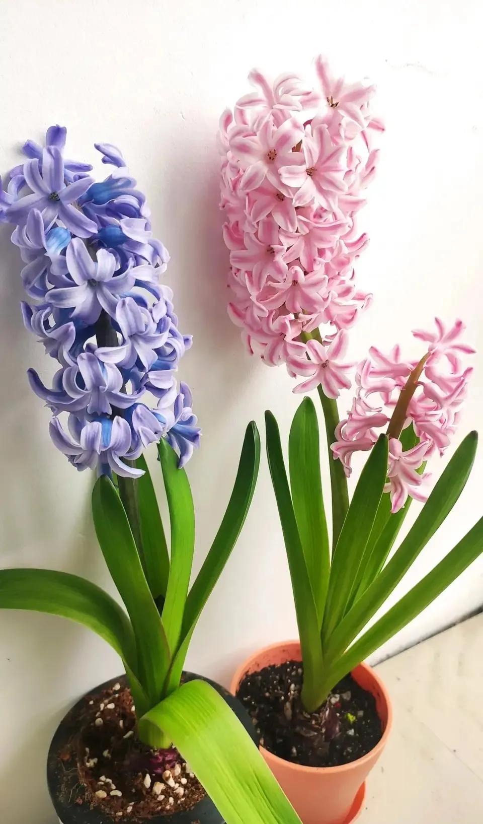 Only then did I know that these are all one-time flowers, no wonder it ...