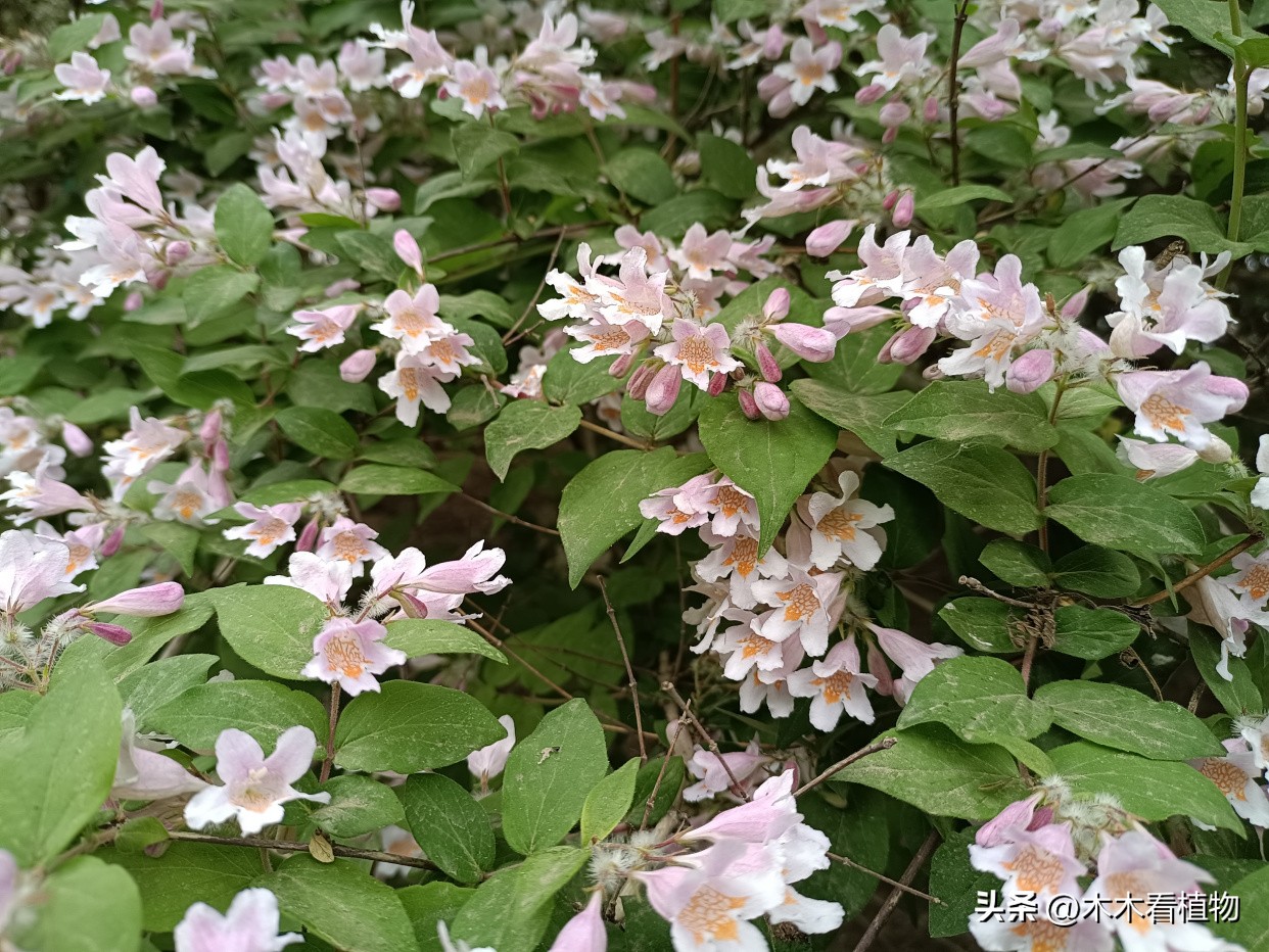 Hedgehog Shihua, the only child in the plant world, what kind of secret ...