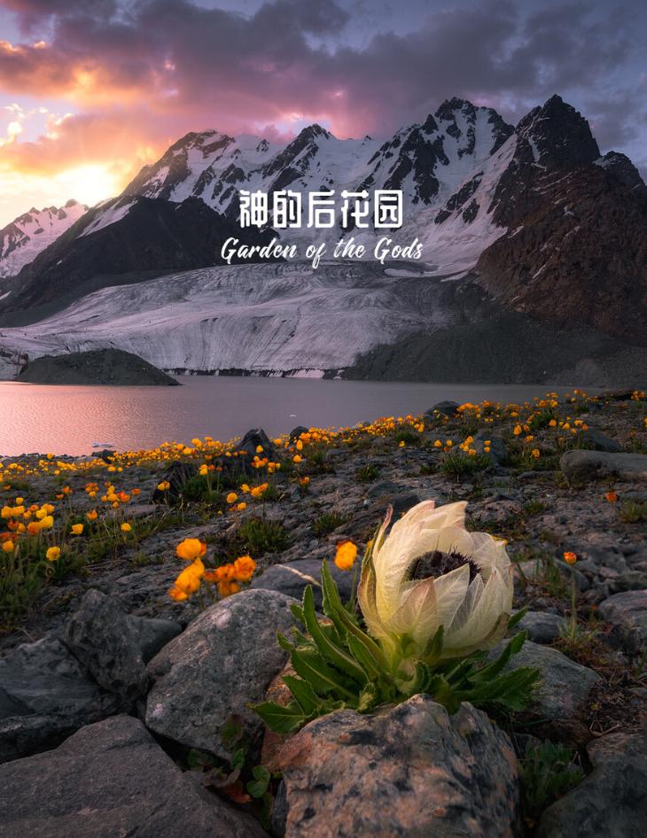 What does the rare Tianshan snow lotus look like? - iNEWS