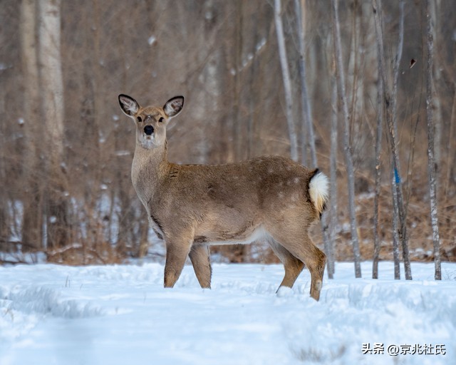 The Northeast mythical beast "Stupid Roe Deer" was chased and ran back ...