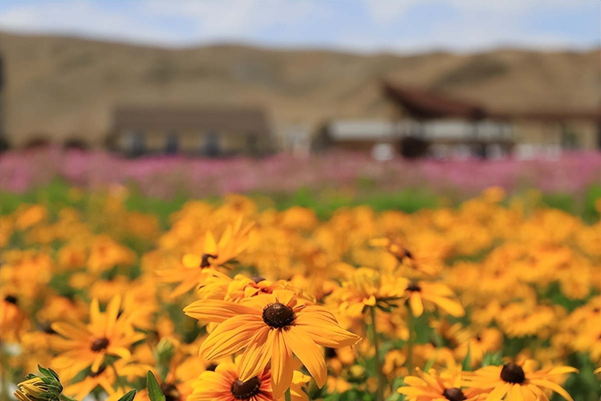 Fuyun: Visit Cocosuri Flower Sea Scenic Spot - iMedia