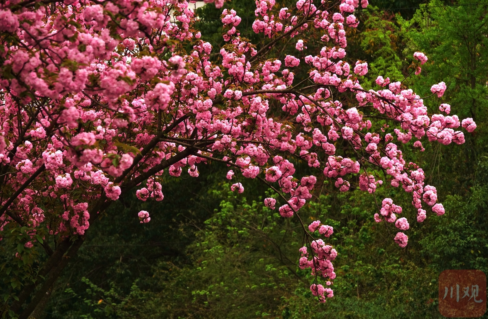 Cherry blossoms bloom on the streets of Chengdu - iNEWS