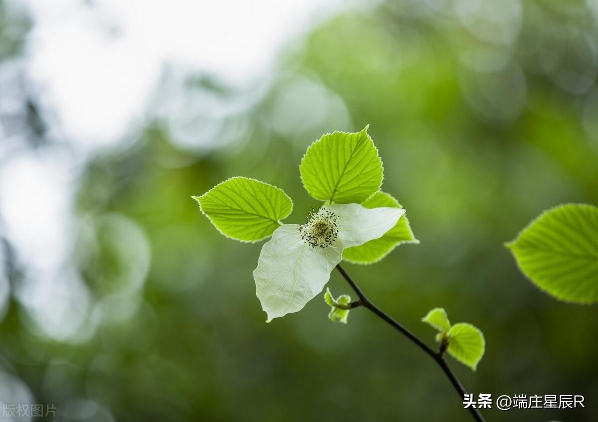 The national first-class protected plant - Davidia involucrata - iNEWS