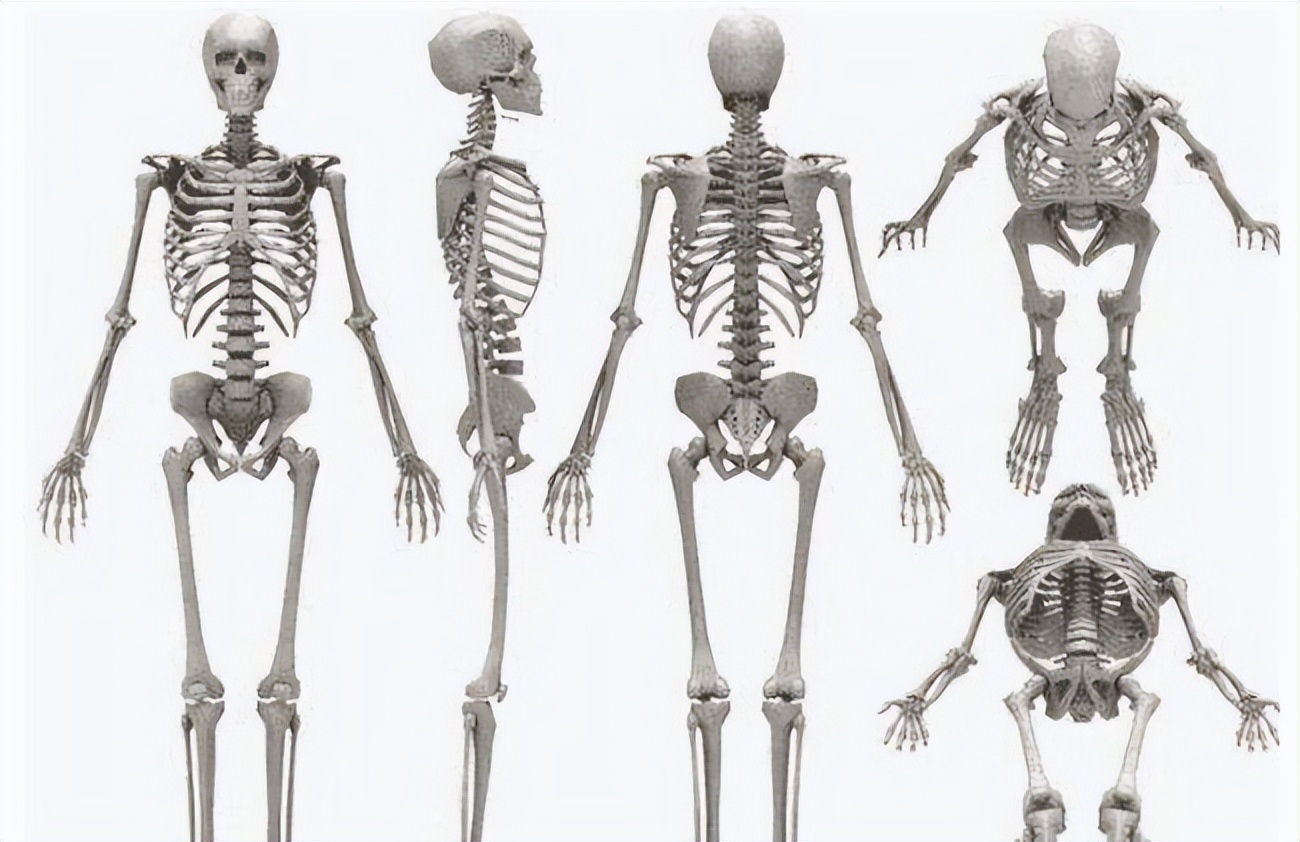 There are 206 bones in the human body, why the Chinese lack 2, is it a ...