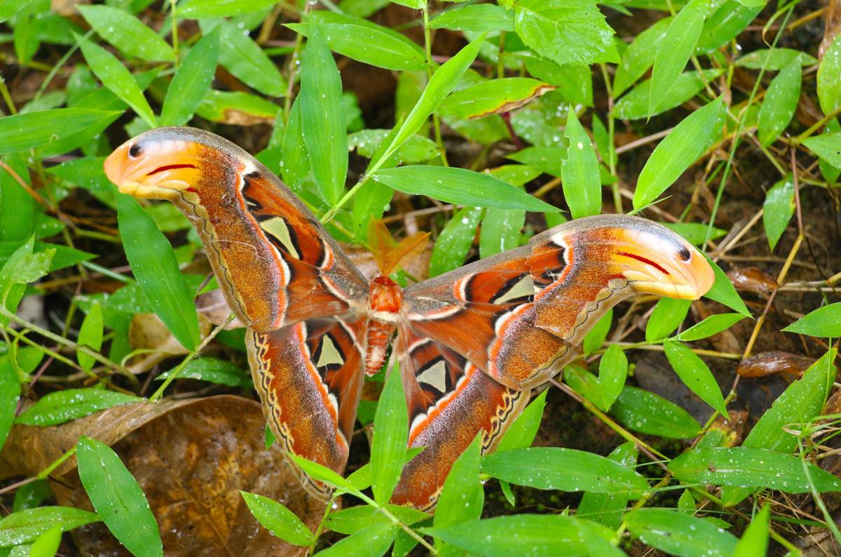 The world's largest moth with a snake head and a moth body appeared in ...