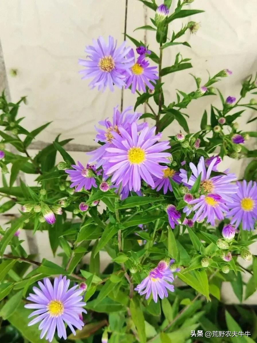 Uncover the treasures of the plant world! Explore the magical aster ...