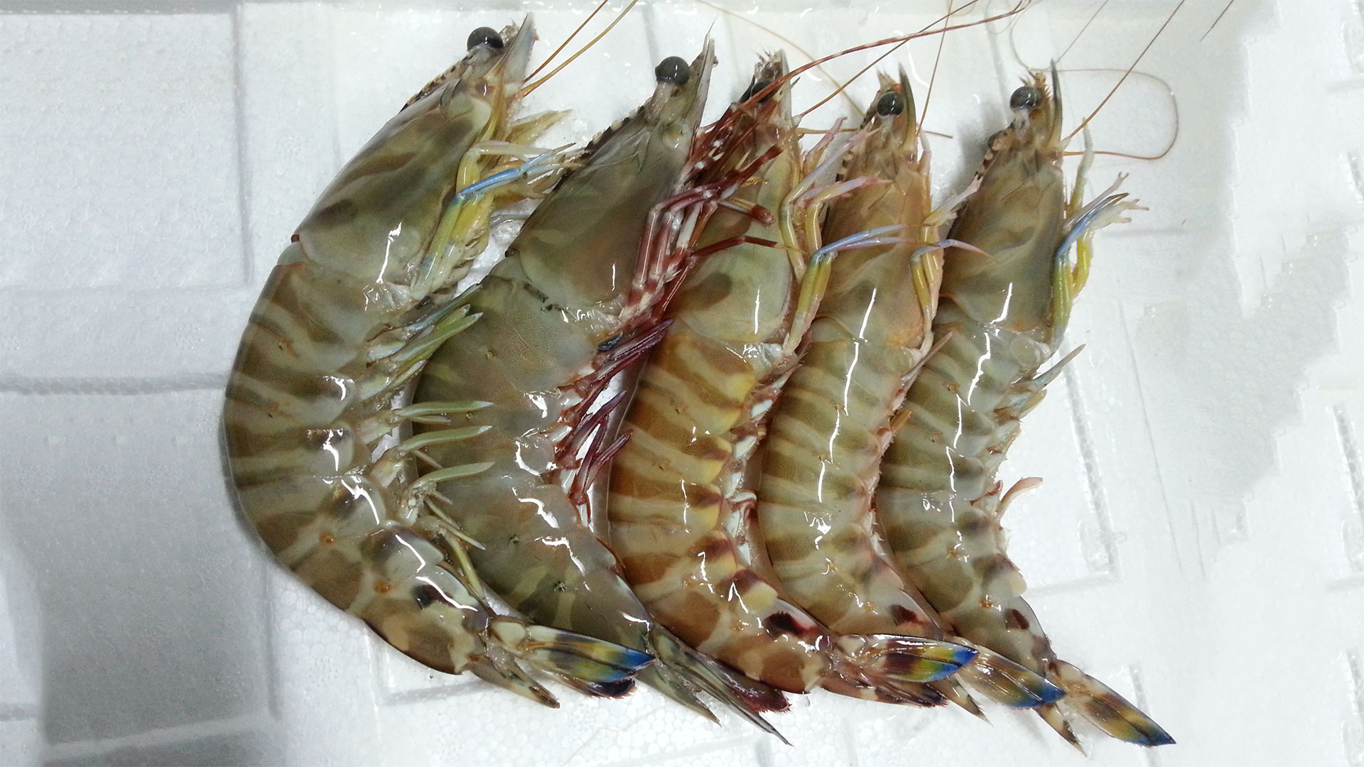 Why do cooked shrimp turn red?Are shrimp shells edible?The correct way ...