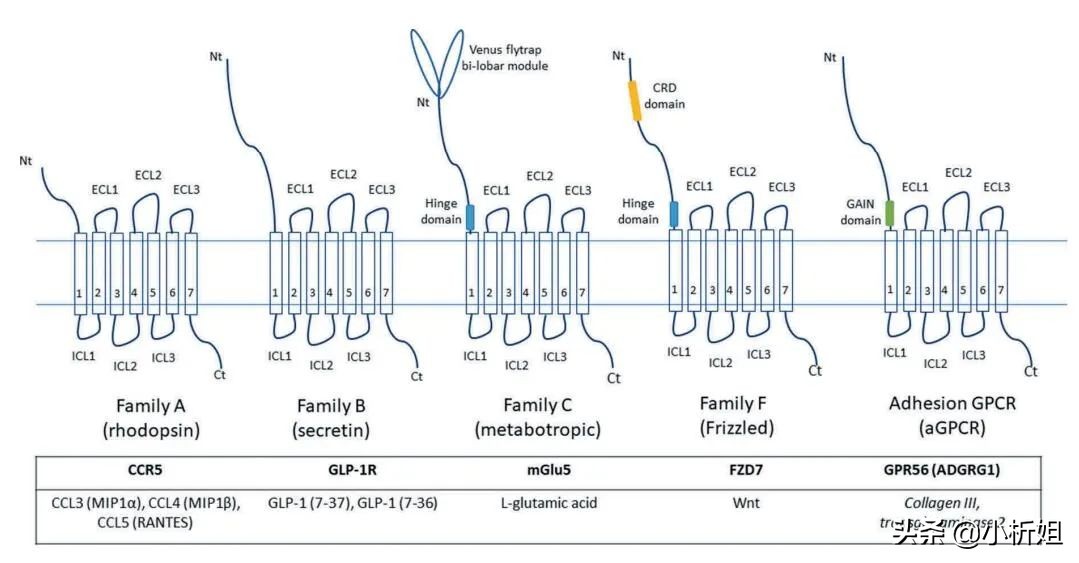 Research and development progress of GPCR antibody drugs - iNEWS