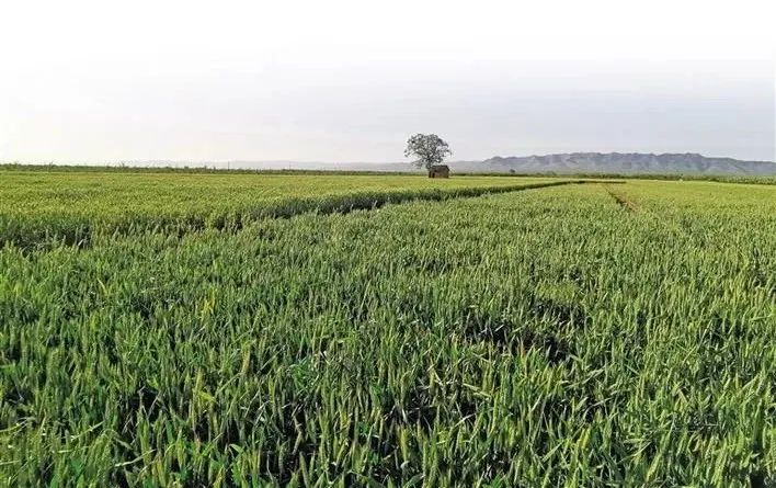 The movie "Love in the Drought Plateau" is on! Li Like's story of ...