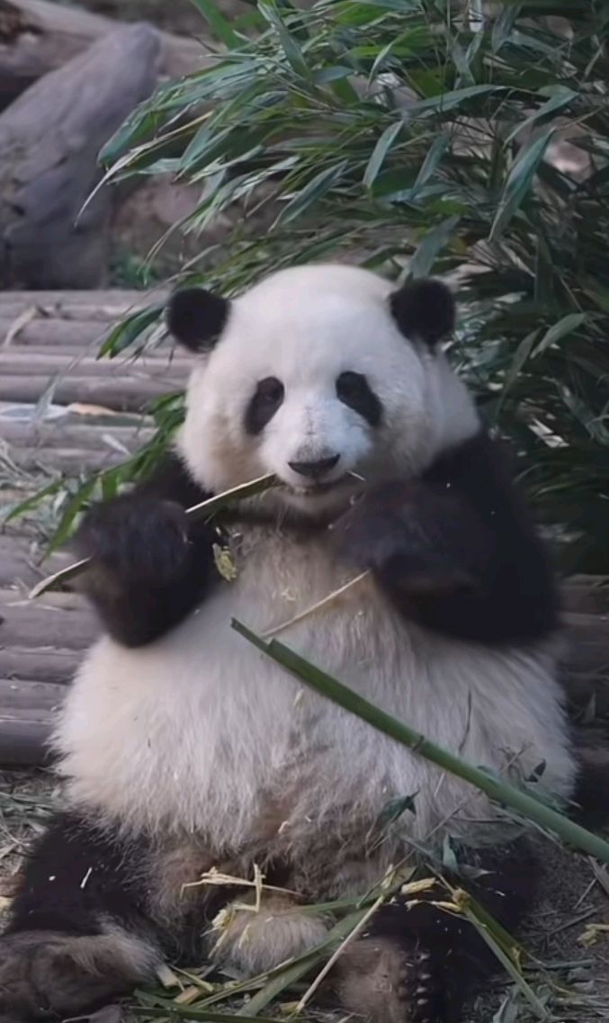 The most recognizable panda in the panda world, Hua Hua, has thousands ...
