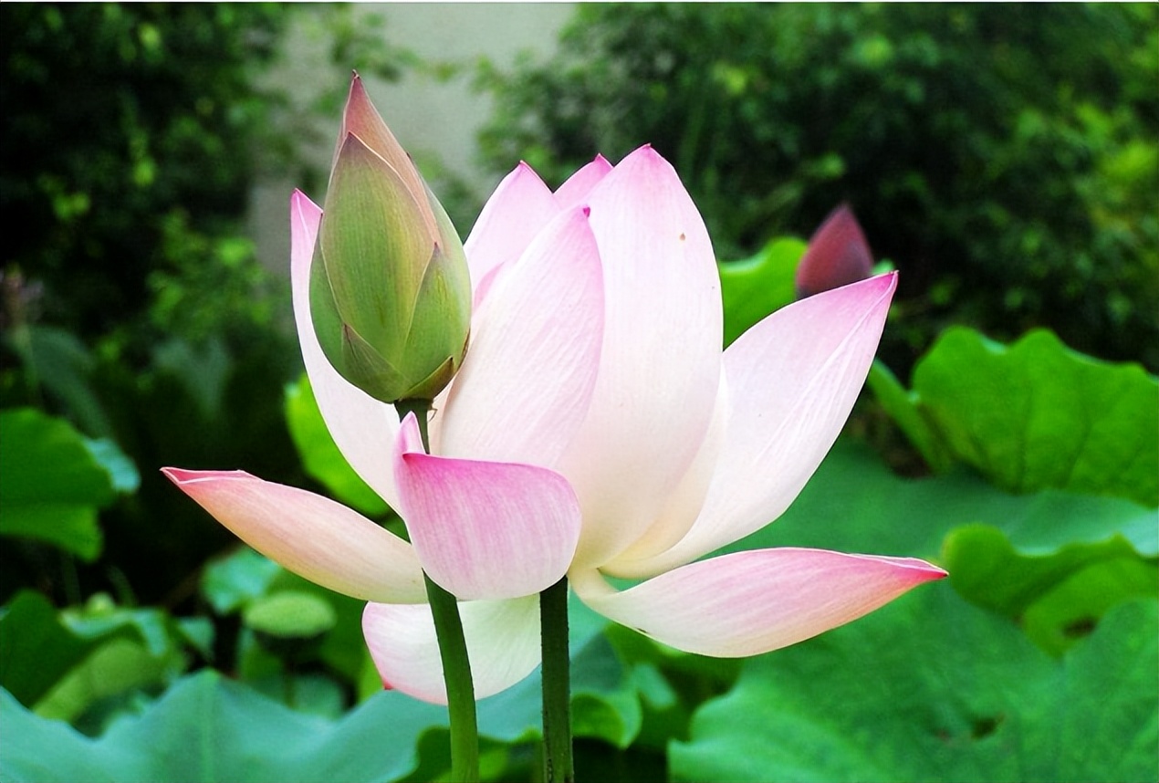 About the lotus, 4 amazing cold facts, after reading it, I really ...