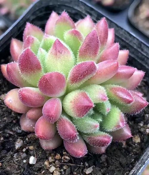 Succulents·Red Lips·Miracle of Spring·Colored Crayons - iNEWS