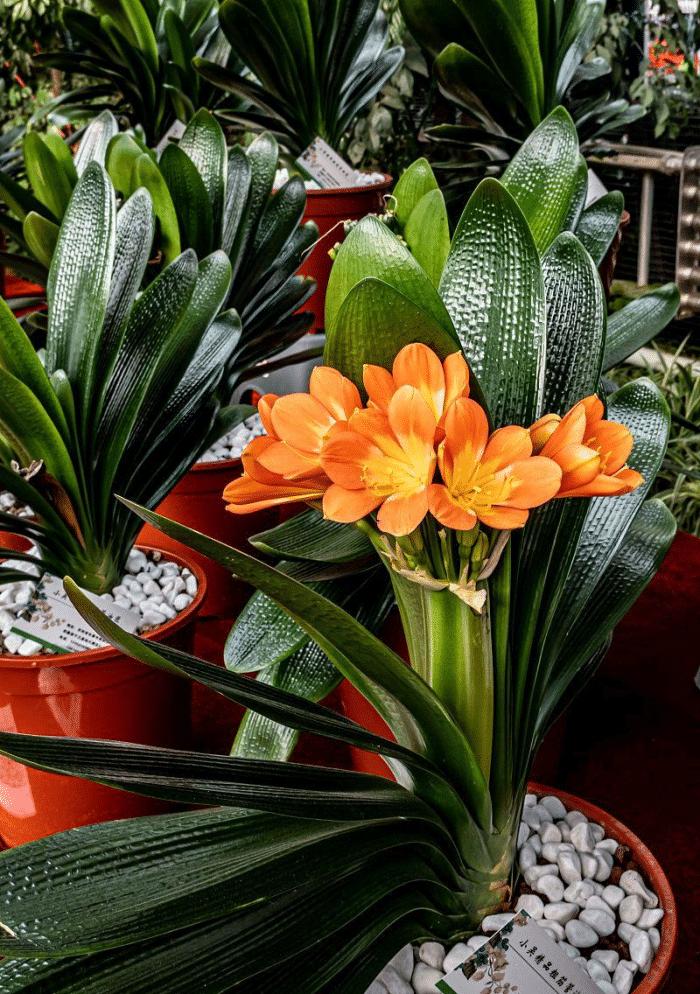 Clivia's daily watering and rotten root care - iMedia