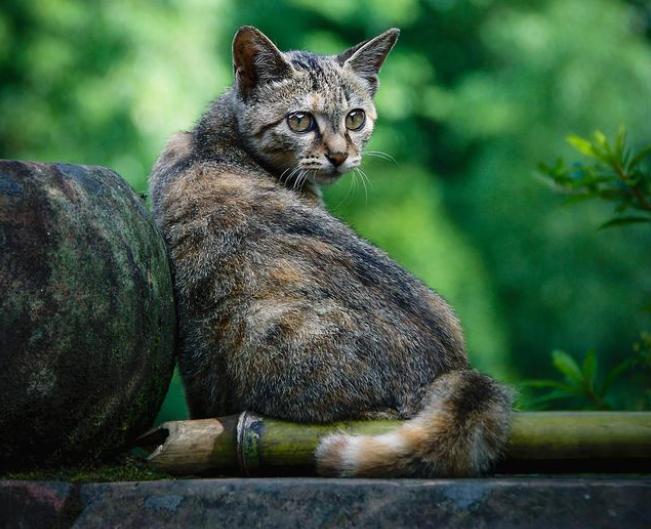 Sichuan Jianzhou cat, once an "ancient royal cat", why are so few ...