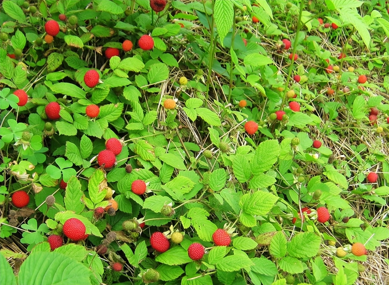 The 13 kinds of wild fruits that are slowly disappearing in the ...
