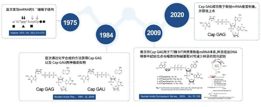 Self-developed mRNA one-step co-transcription cap analog - iNEWS