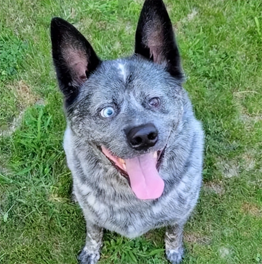 The man posted a husky mixed-race dog, and netizens burst into laughter ...