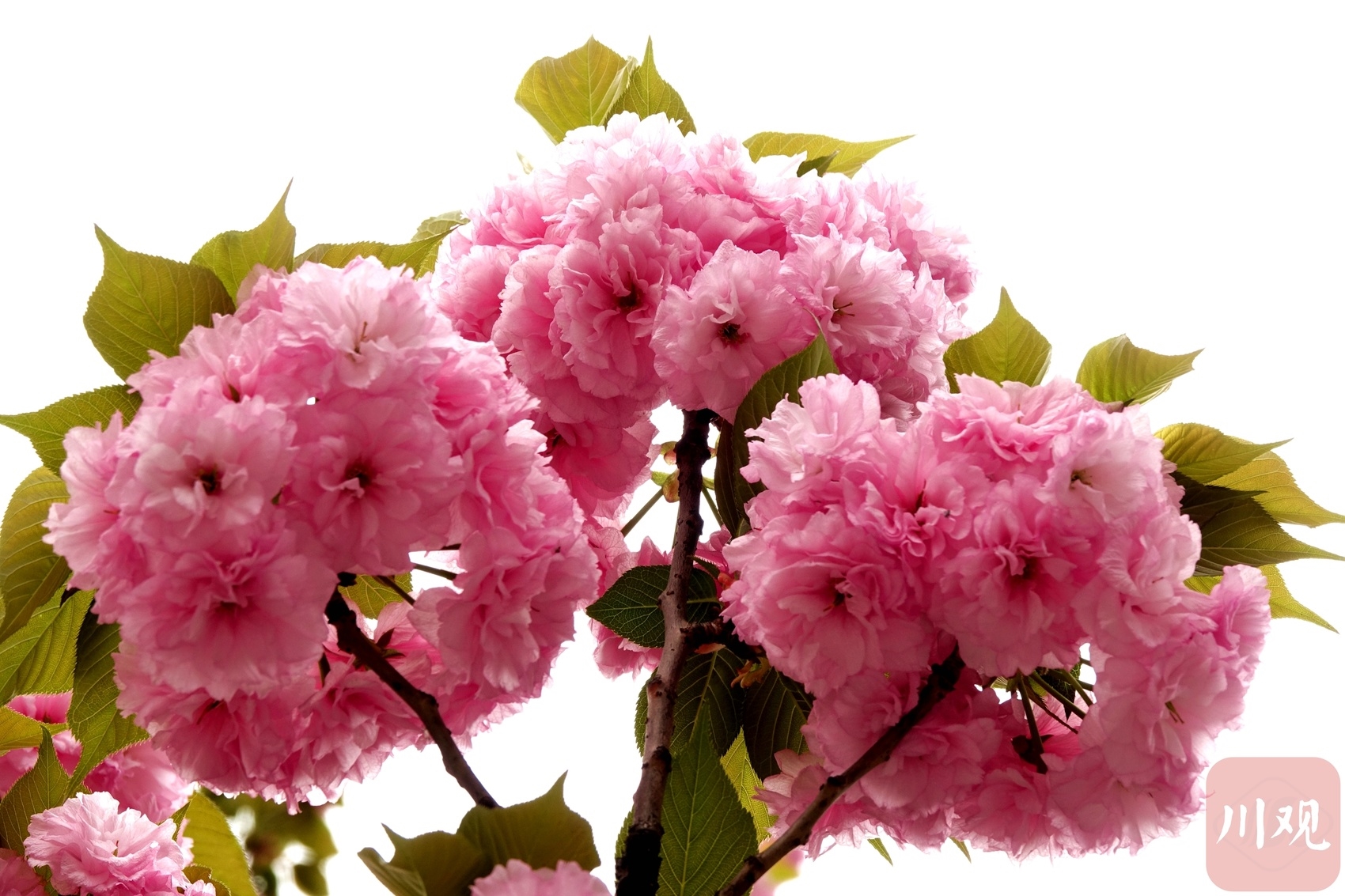 Cherry blossoms bloom on the streets of Chengdu - iNEWS