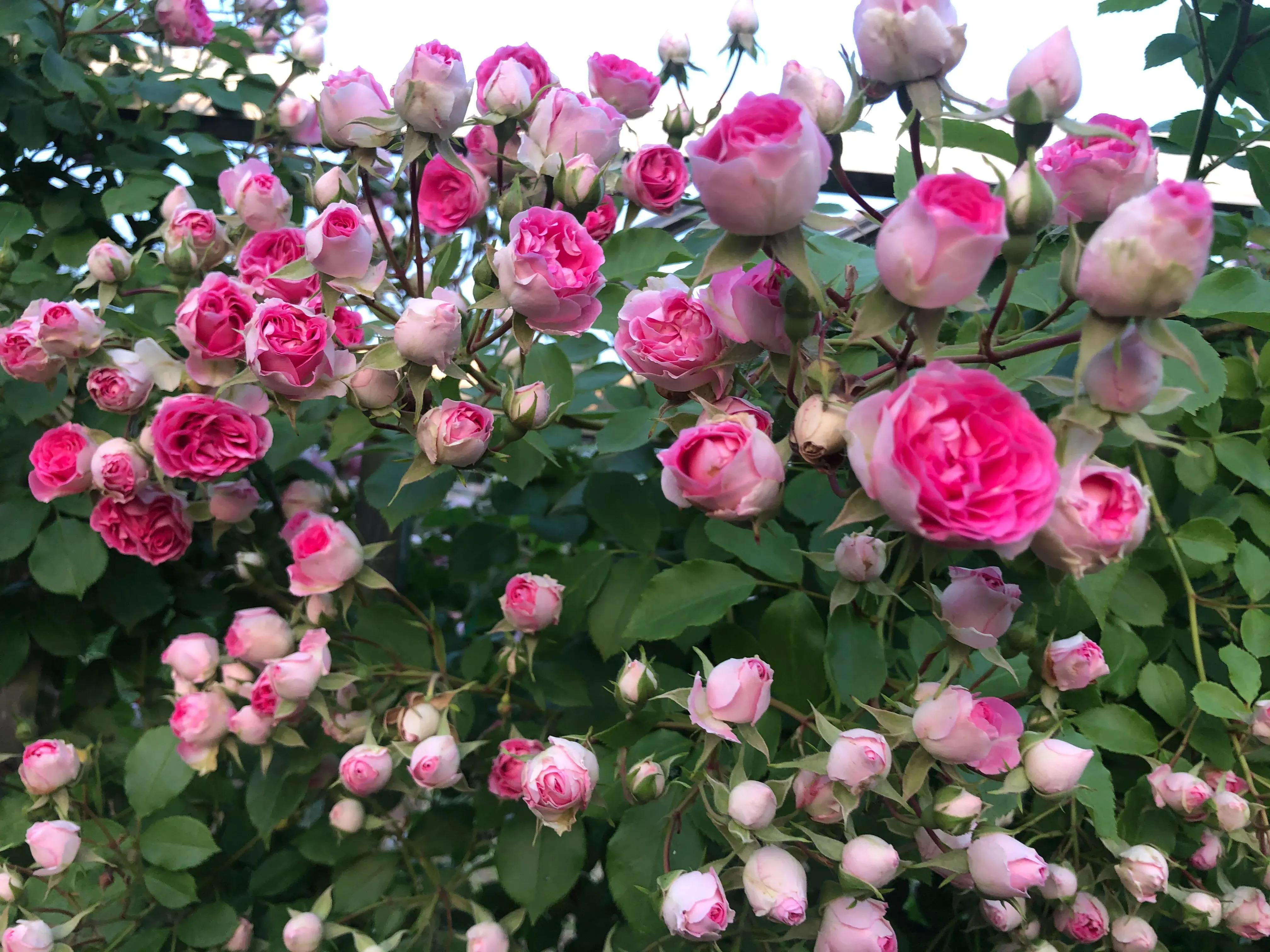 The rouge button flower waterfall is the real rose flower waterfall ...