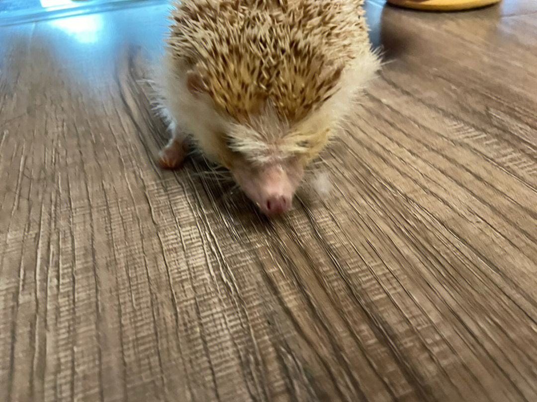 On the Behavioral Characteristics and Habits of Hedgehogs - iMedia